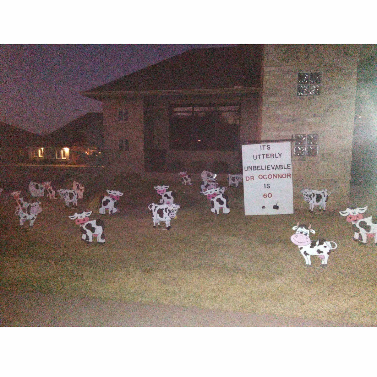 Birthday Cows Yard Signs Holy Cow Oklahoma – Smiles For All Occasions